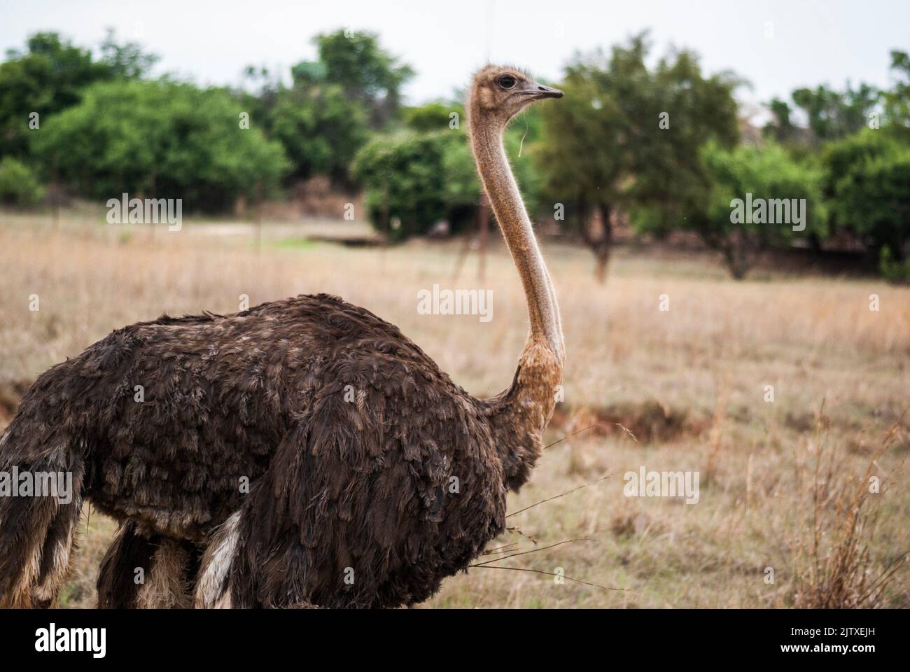 Ostrich (Struthio camelus). The Rhino and Lion Nature Reserve ...