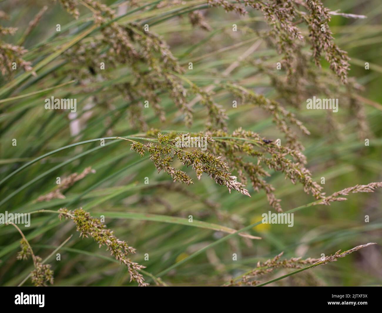 Greater tussock sedge carex paniculata hi-res stock photography and ...