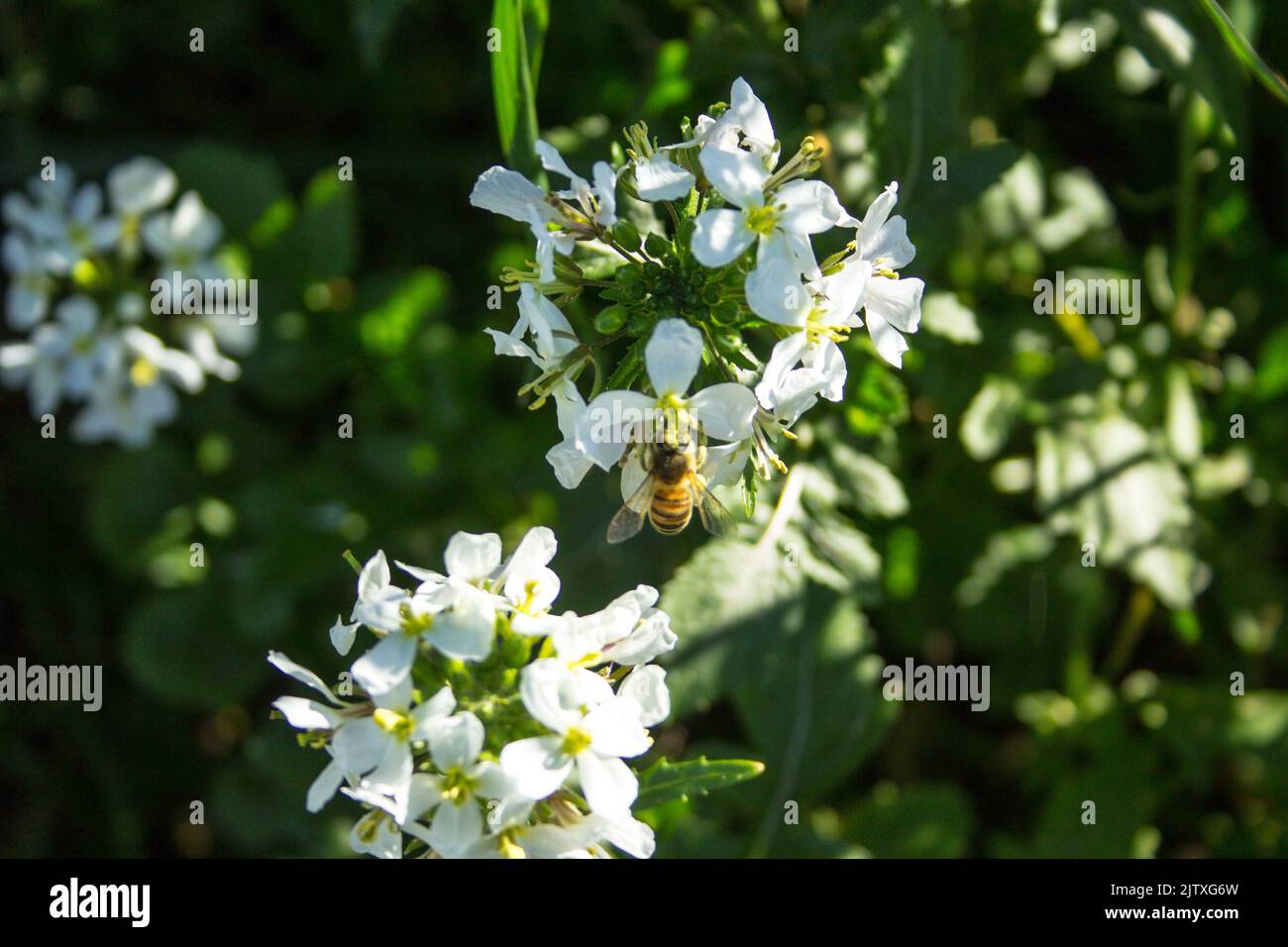 bee resting on a flower. Spring air. Horizontal banner Stock Photo - Alamy