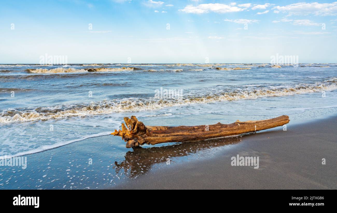 Old snag on the sea shore Stock Photo - Alamy