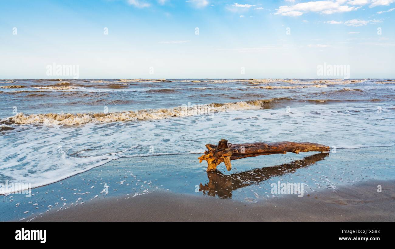 Old snag on the sea shore Stock Photo - Alamy
