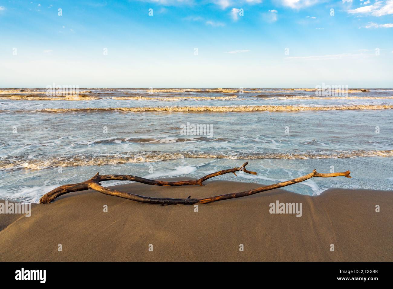 Old snag on the sea shore Stock Photo - Alamy