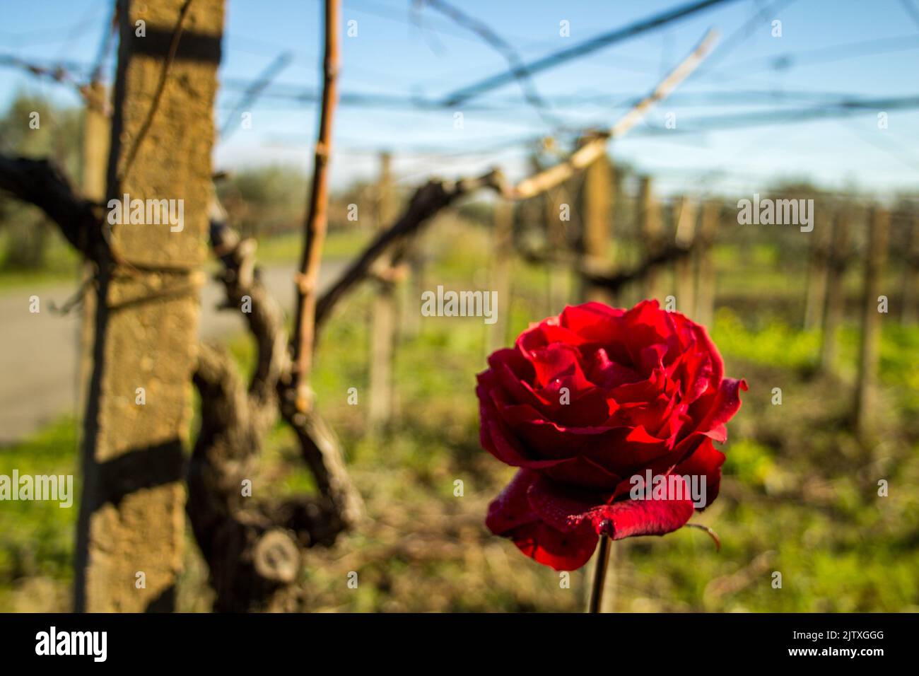 Rose vine pattern hi-res stock photography and images - Alamy