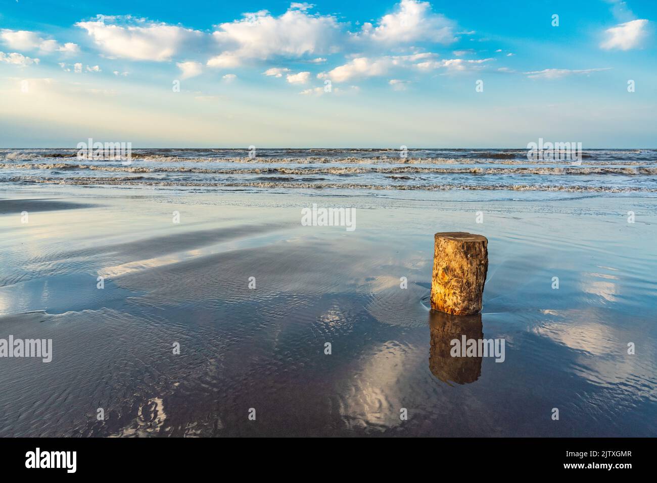 Stump on the sea shore Stock Photo - Alamy