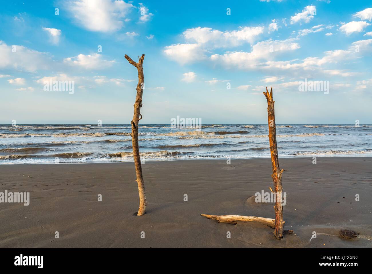 Old snag on the sea shore Stock Photo - Alamy