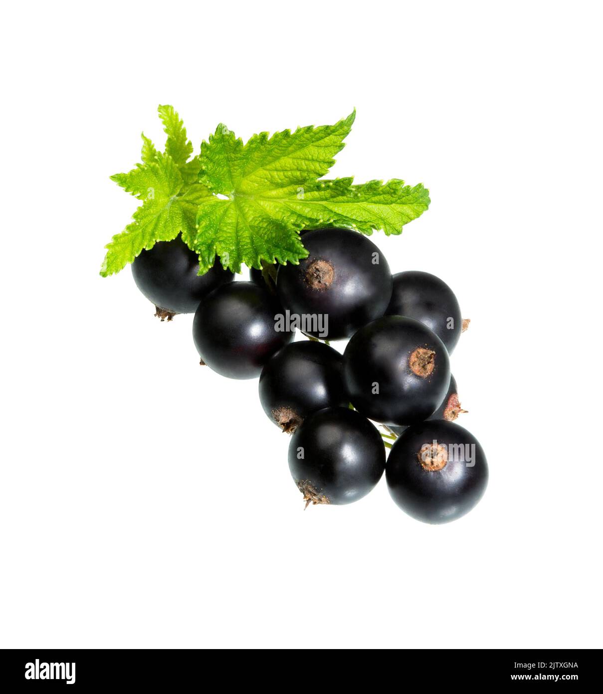 Currant berries with leaf isolated on white background. Black currant ...