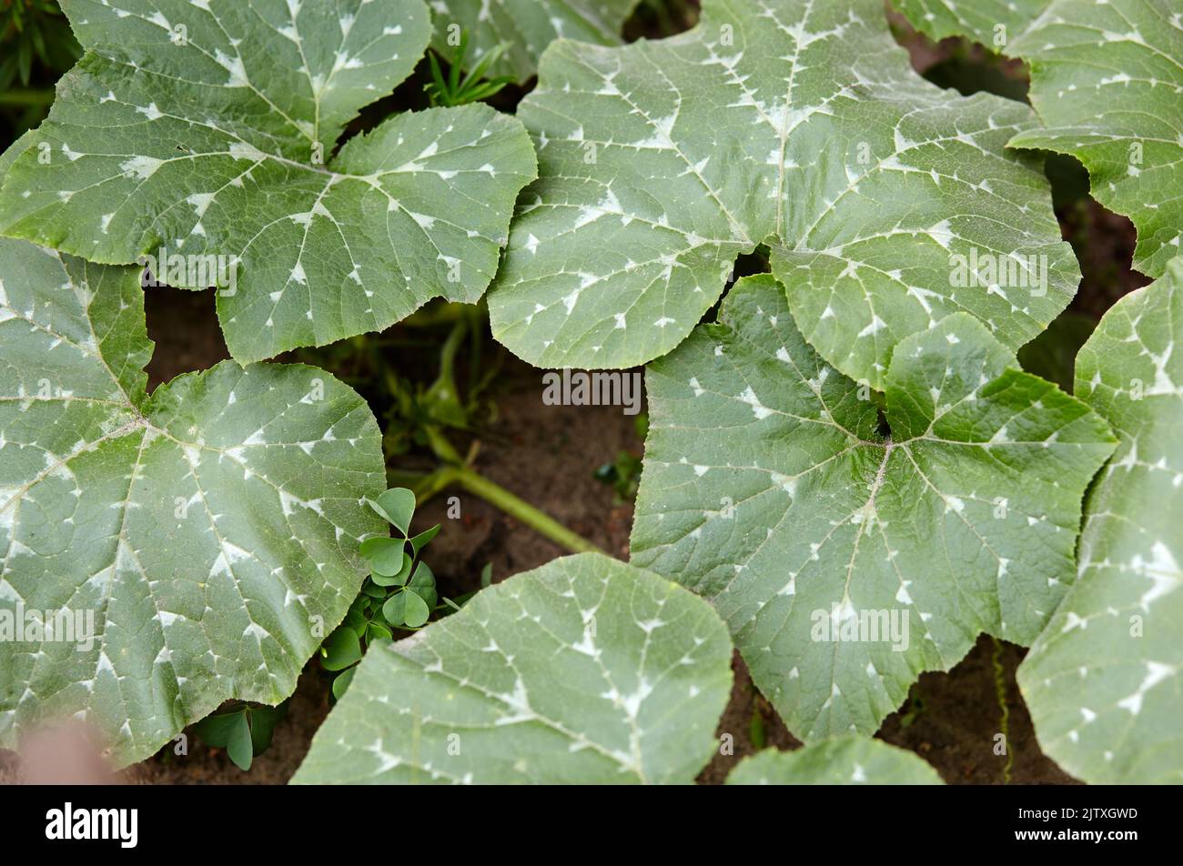 Close-up of beautiful green leaves of organic courgette at the garden ...