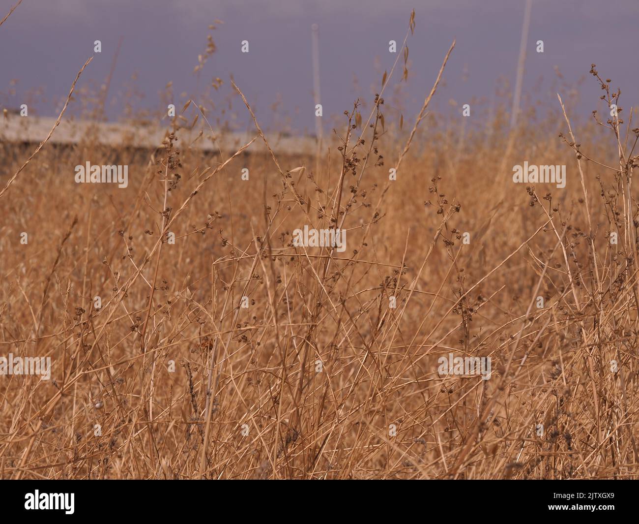The great drought that devastated the world Stock Photo - Alamy