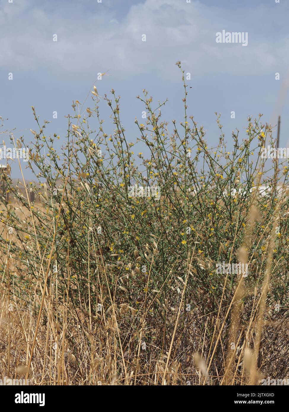 The great drought that devastated the world Stock Photo - Alamy