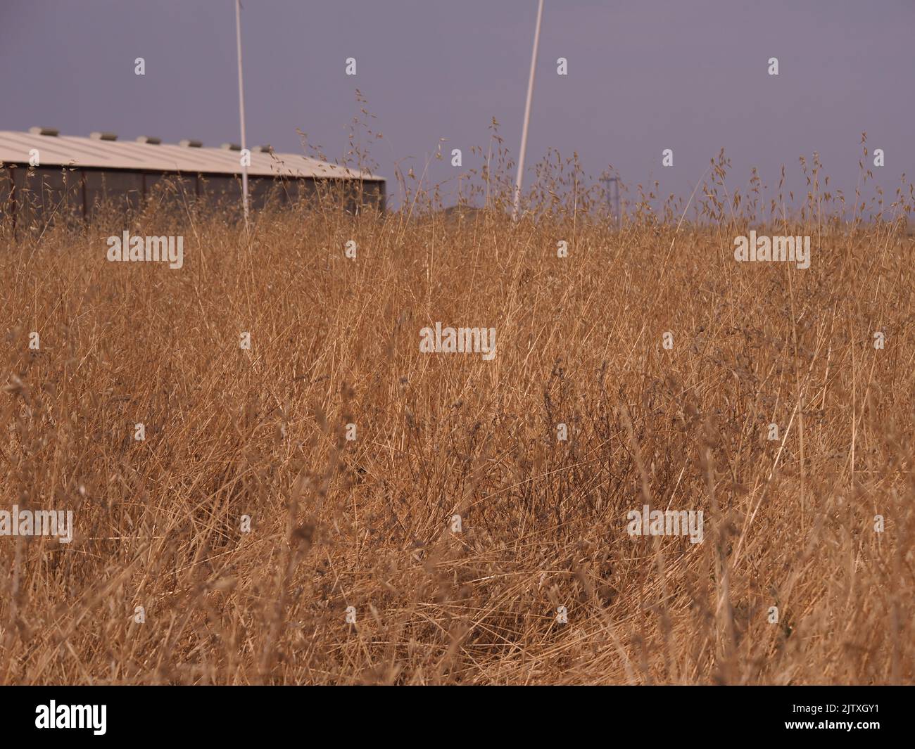 The great drought that devastated the world Stock Photo - Alamy