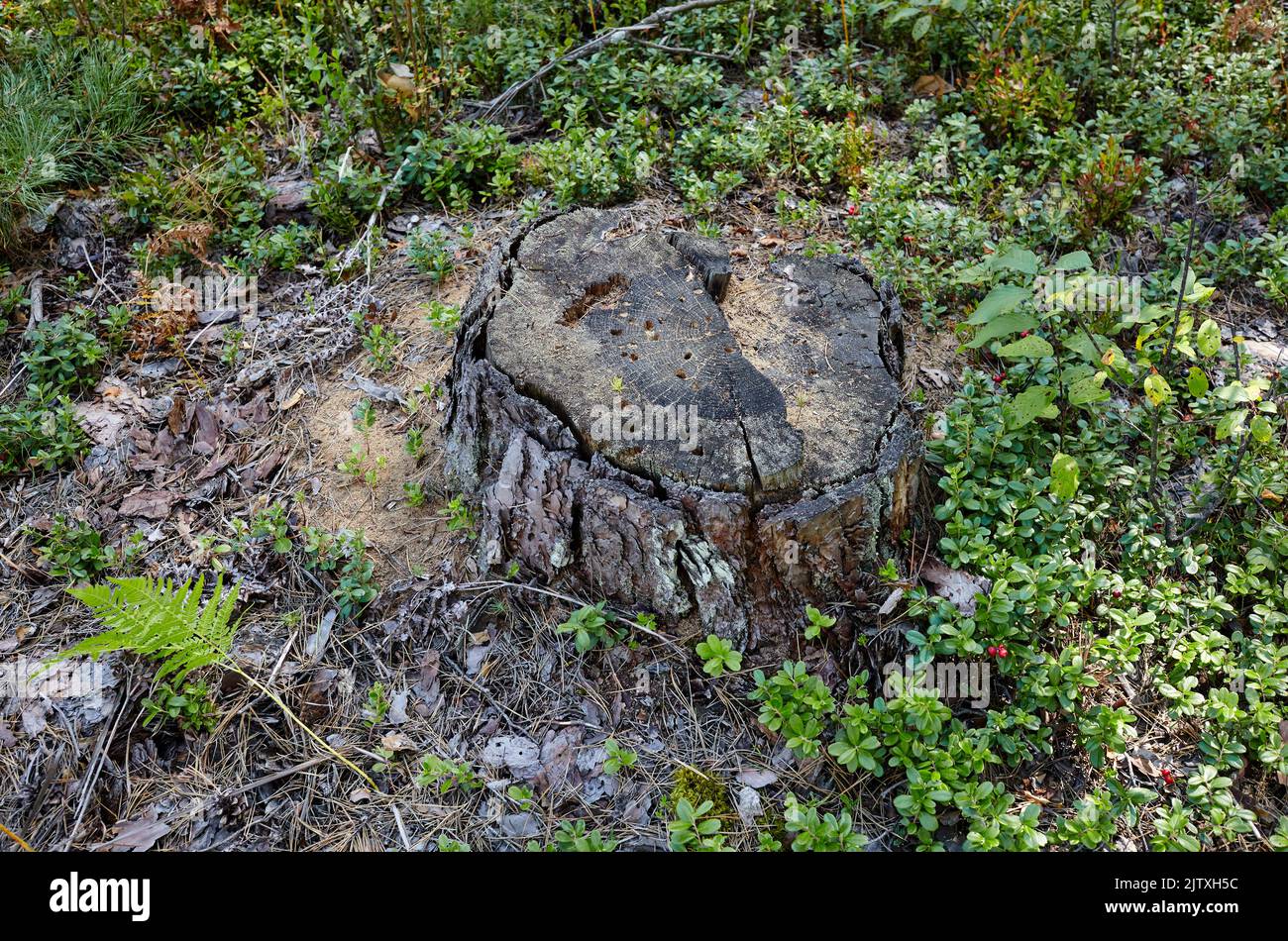 Tree stump in a bright forest. Tree stump after deforestation Stock ... Tree stump in a bright forest. Tree stump after deforestation Stock ...
