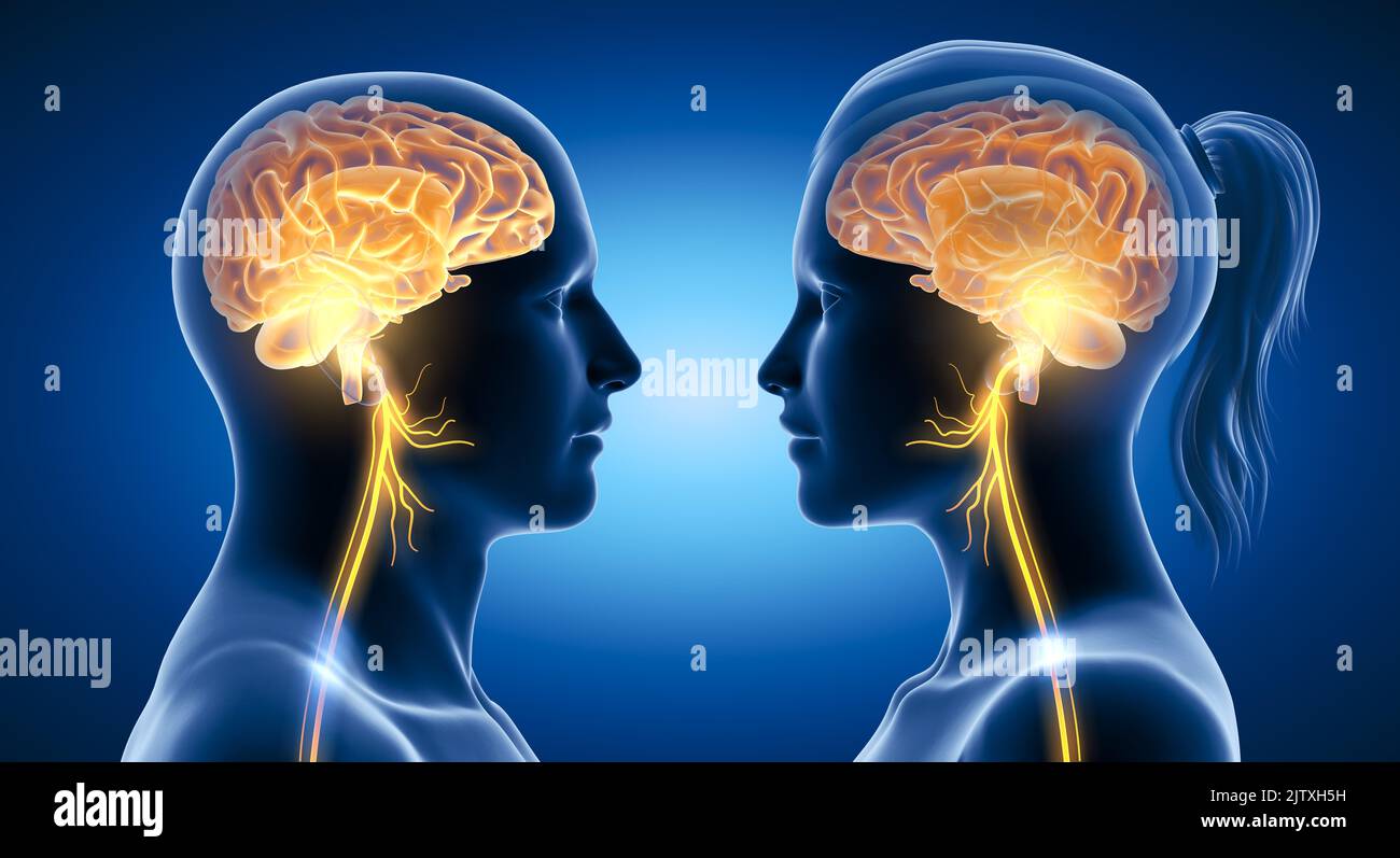 3D illustration showing active brain and energetic vagus nerve (tenth ...