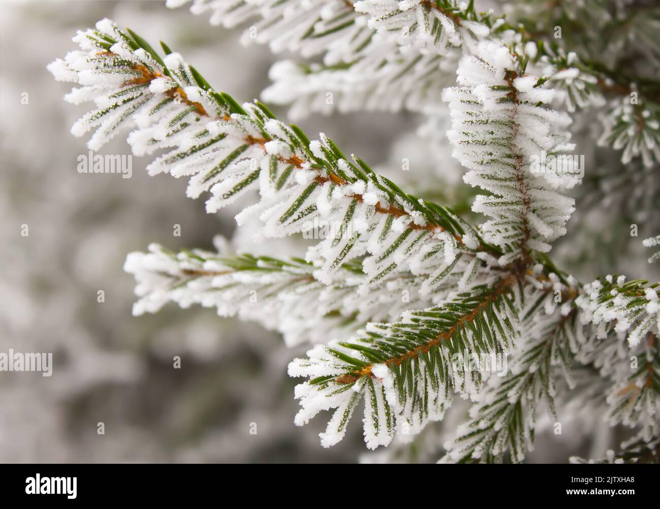 Winter frost on spruce tree close-up .Shallow depth-of-field Stock ...
