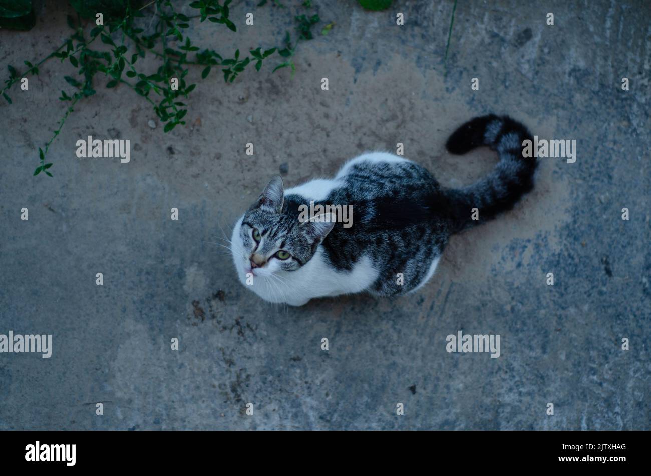 Cute wild cat photographed in Bucharest. Fluffy, furry animal. This cat ...