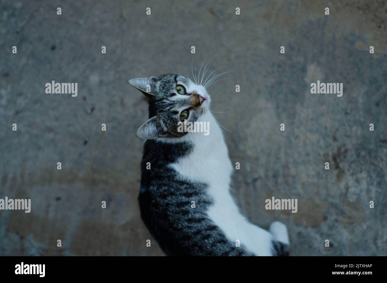 Cute wild cat photographed in Bucharest. Fluffy, furry animal. This cat ...