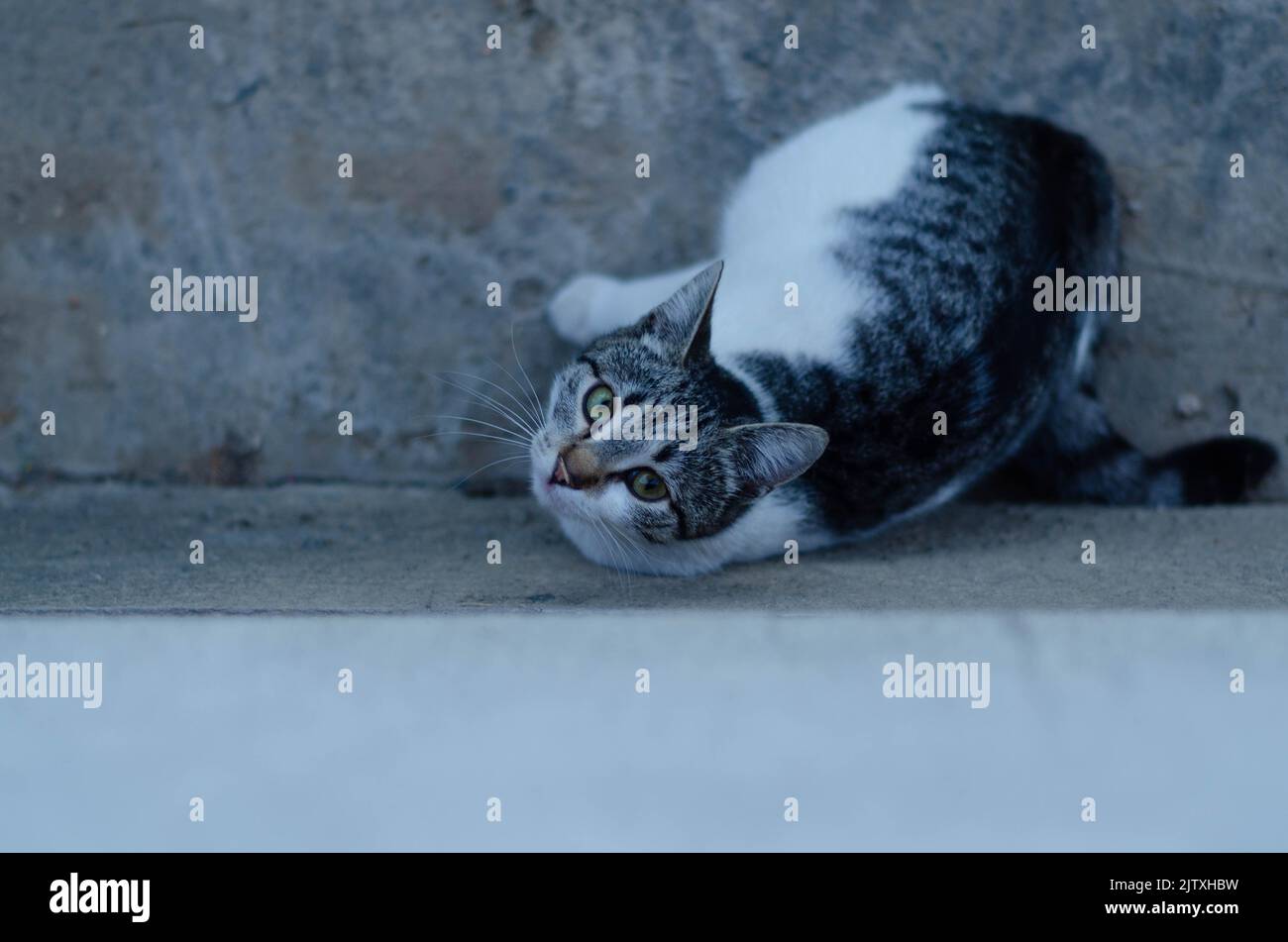 Cute wild cat photographed in Bucharest. Fluffy, furry animal. This cat ...