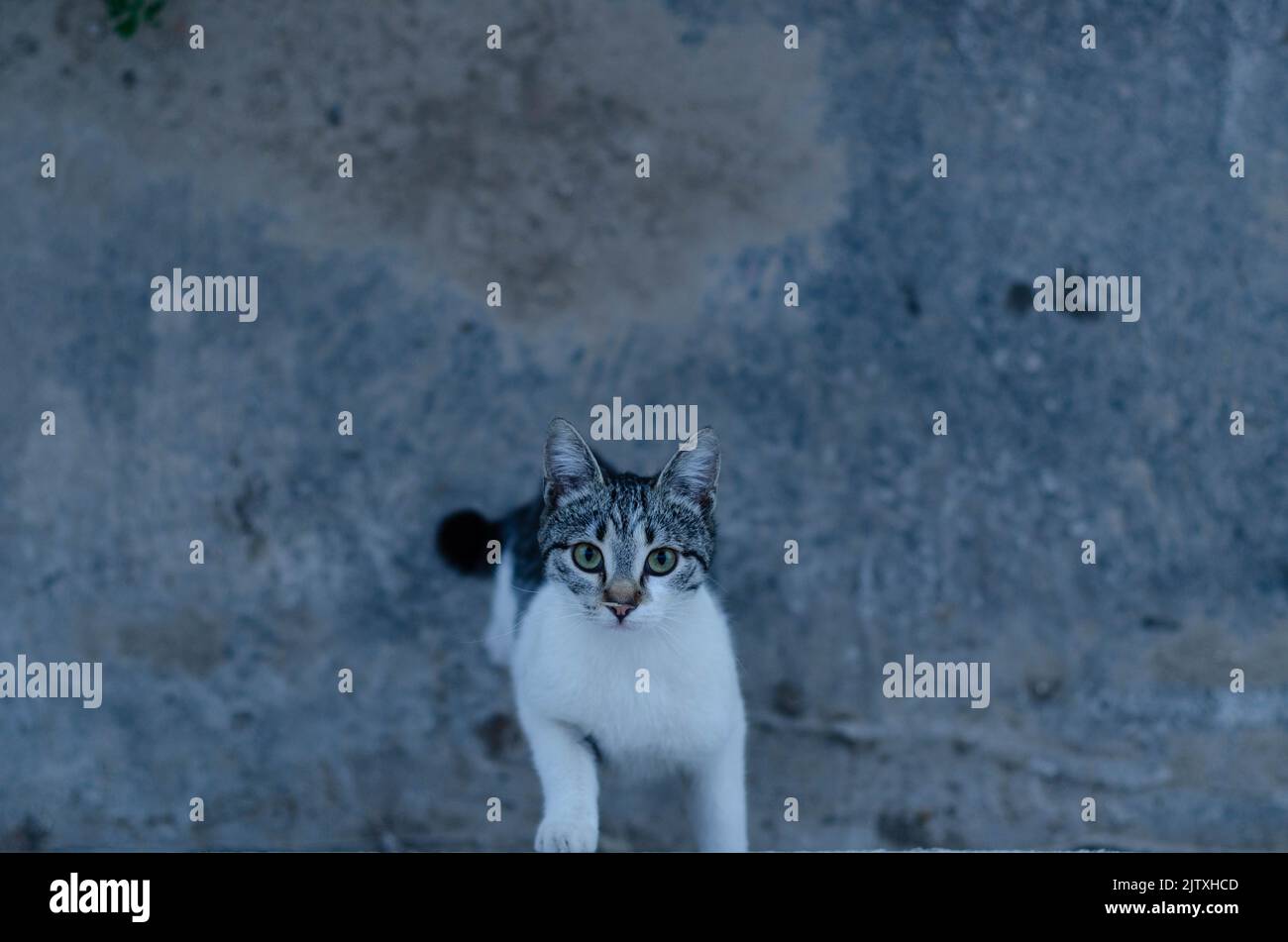 Cute wild cat photographed in Bucharest. Fluffy, furry animal. This cat ...