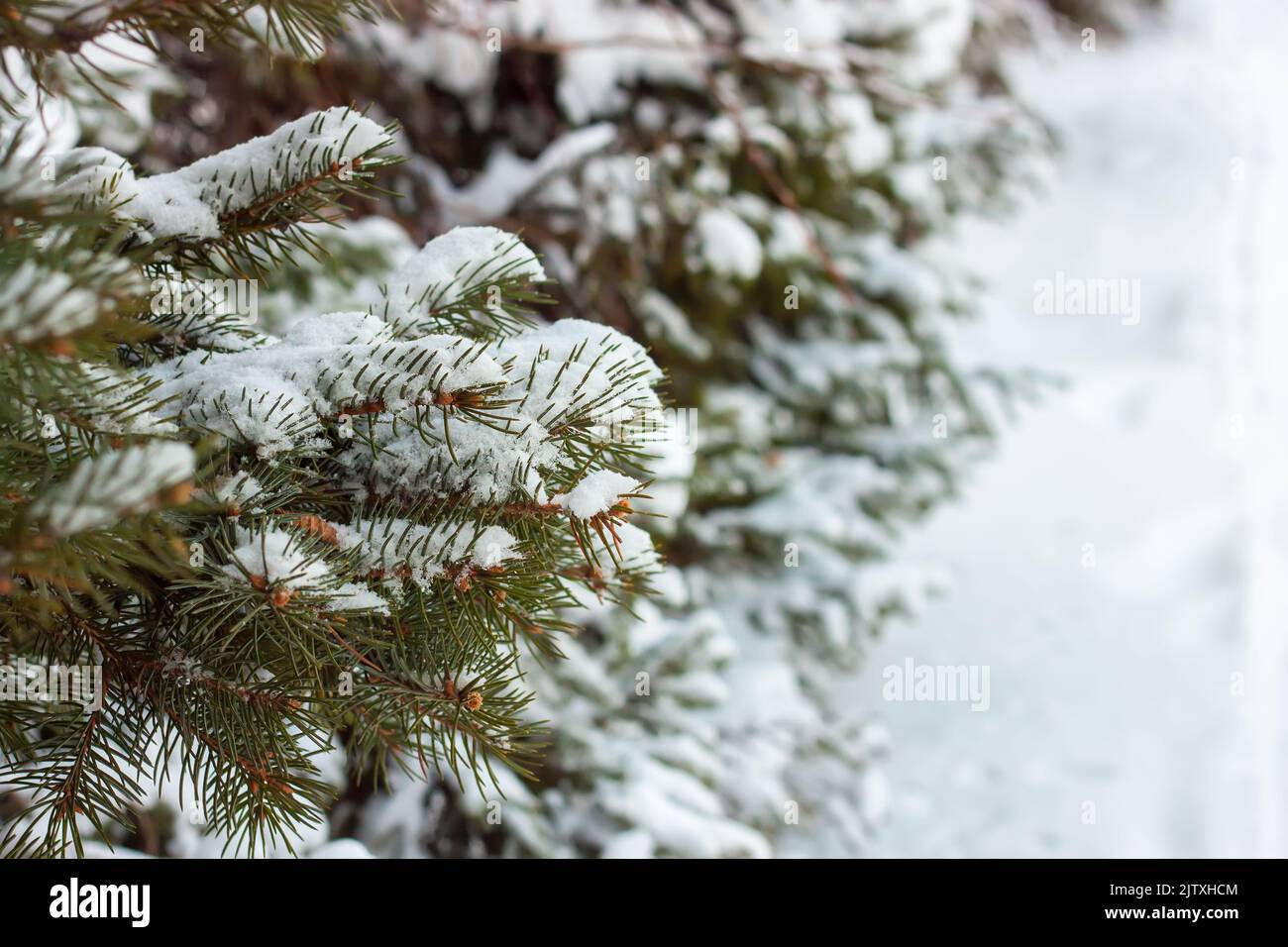 Snow covered cedar tree hi-res stock photography and images - Alamy