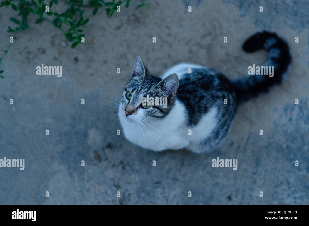 Cute wild cat photographed in Bucharest. Fluffy, furry animal. This cat ...