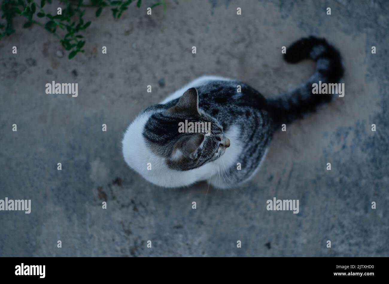 Cute wild cat photographed in Bucharest. Fluffy, furry animal. This cat ...