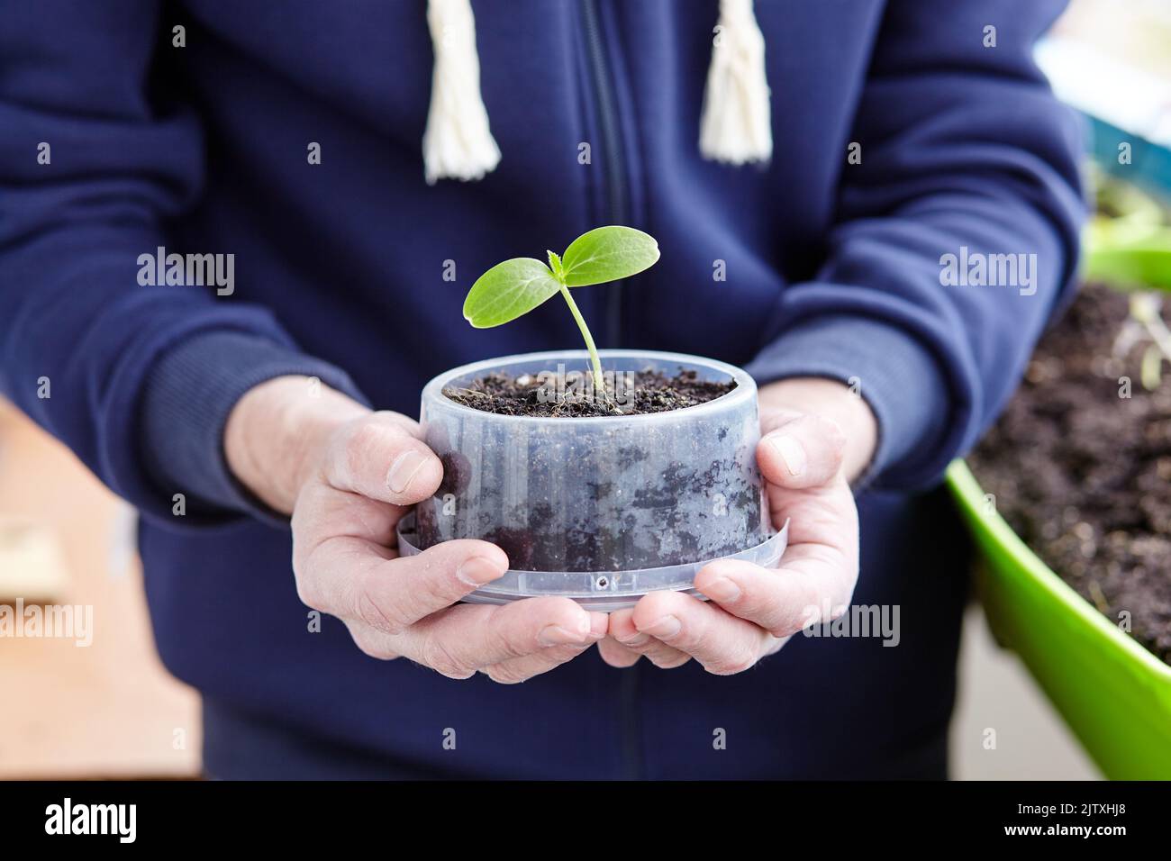 Old man gardening in home greenhouse. Men's hands holding cucumber ...