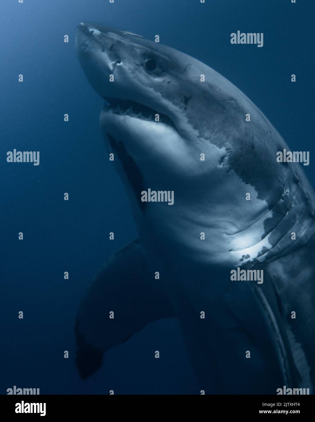 The great white shark showing its face. Mexico: THESE INCREDIBLE photos ...