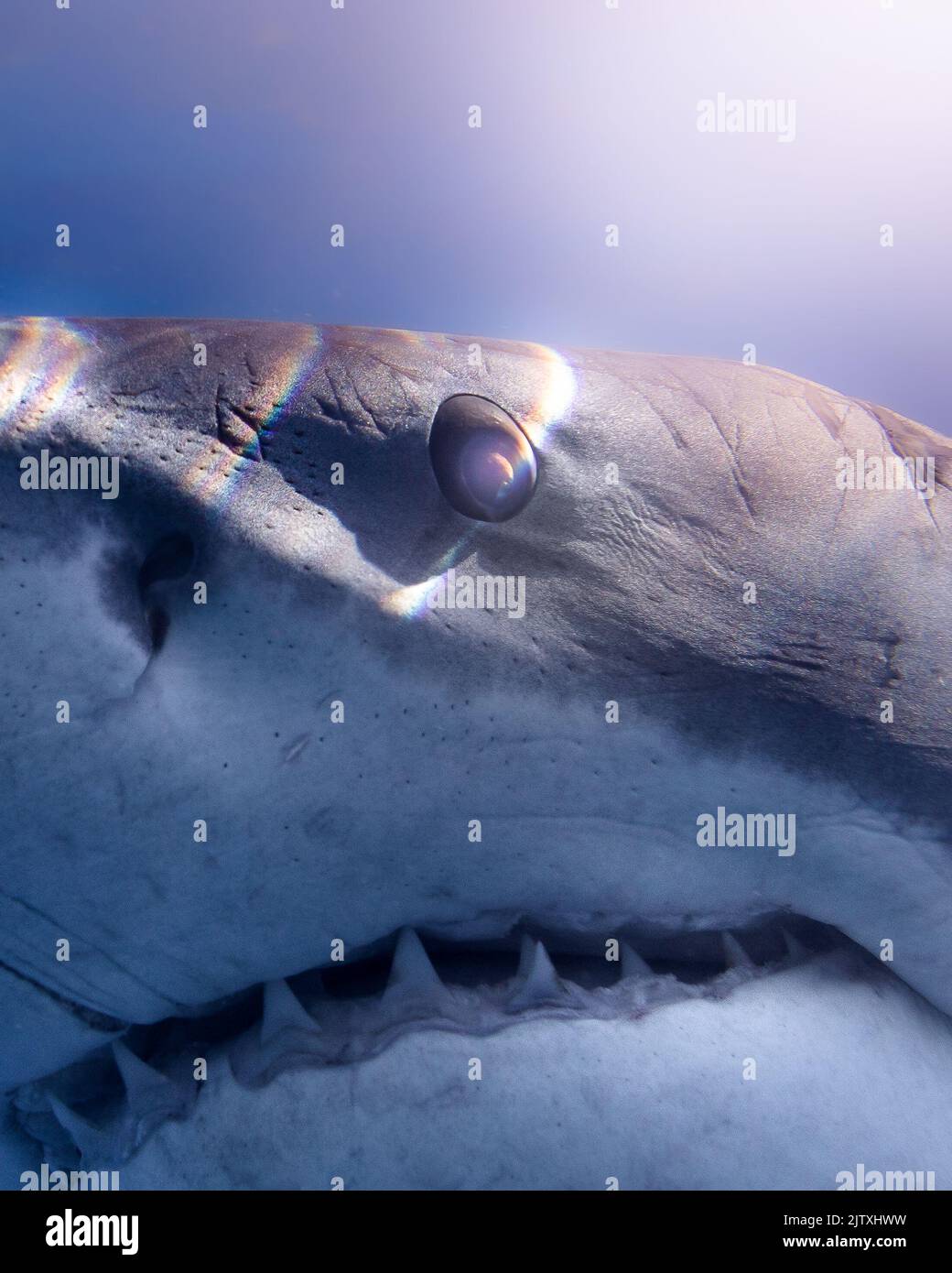 Sharks are essential to the ocean ecosystem. Mexico: THESE INCREDIBLE ...
