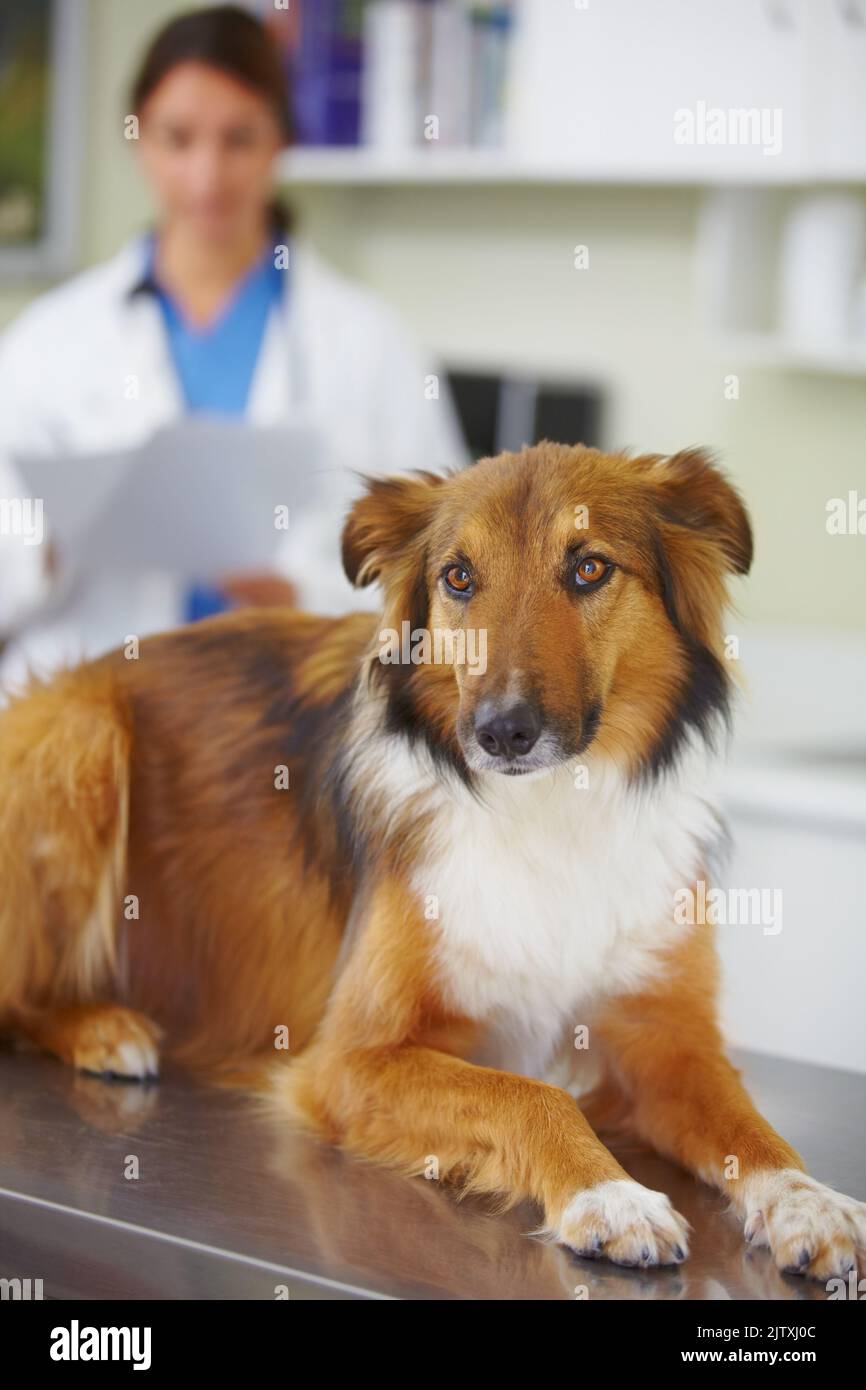 Not feeling well. Picture of a sad looking canine sitting on the vets ...