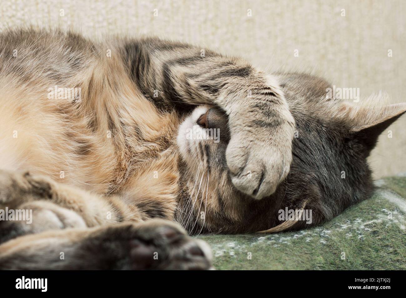 Sleeping tabby cat portrait hi-res stock photography and images - Alamy