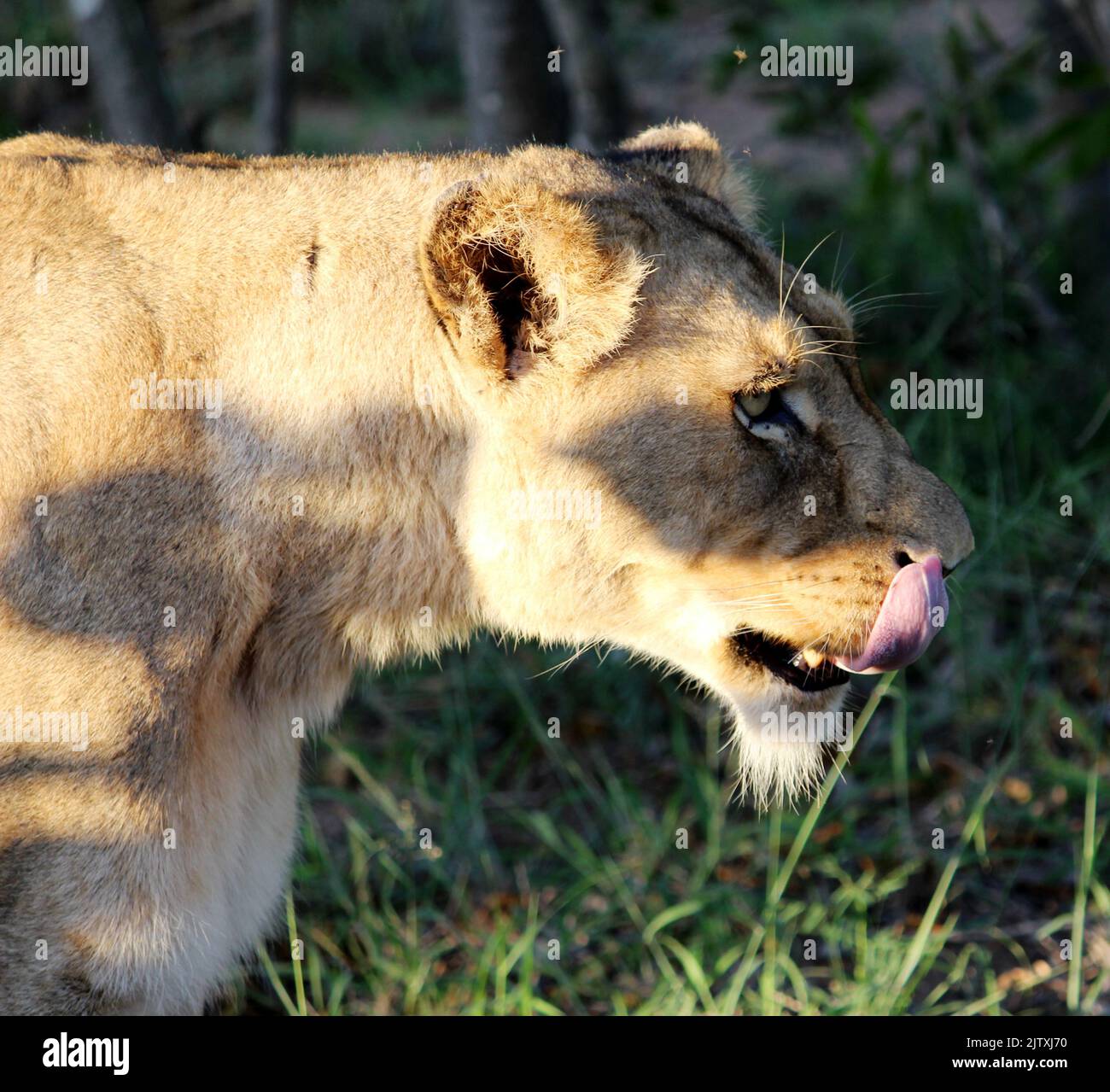 African lioness (Panthera leo) resting in Kruger National Park in South ...