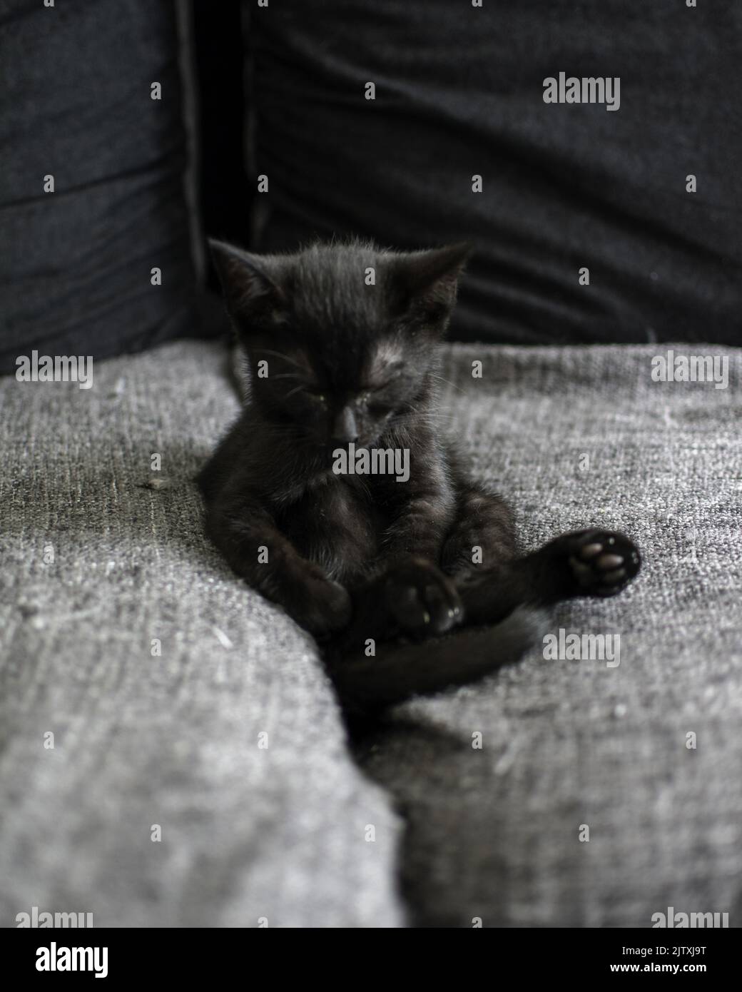 Black cat sleeping on a couch in a sitting position Stock Photo - Alamy