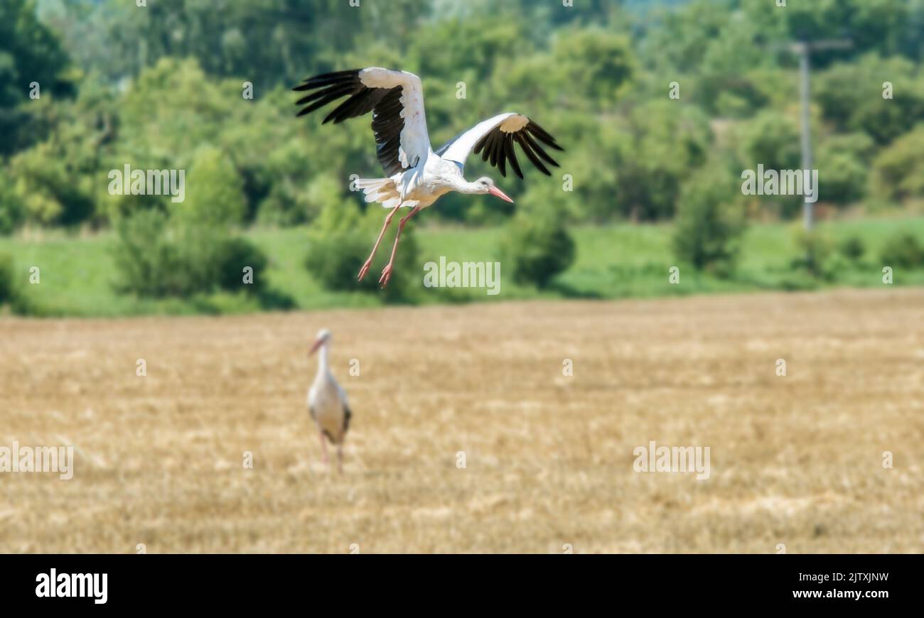 Stork takes off over field hi-res stock photography and images - Alamy