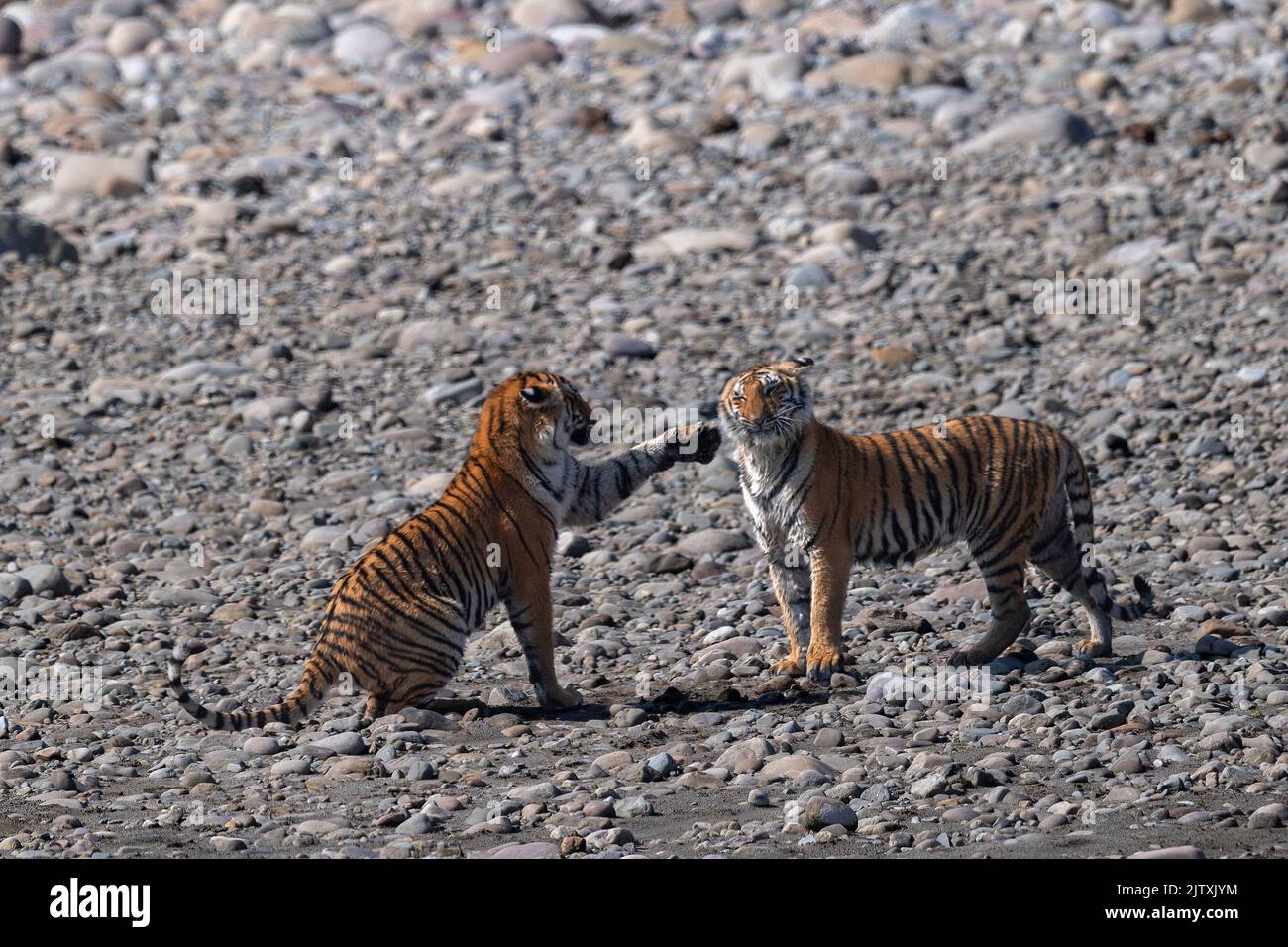 This mischievous cub is pictured attempting to hit its sibling in the ...