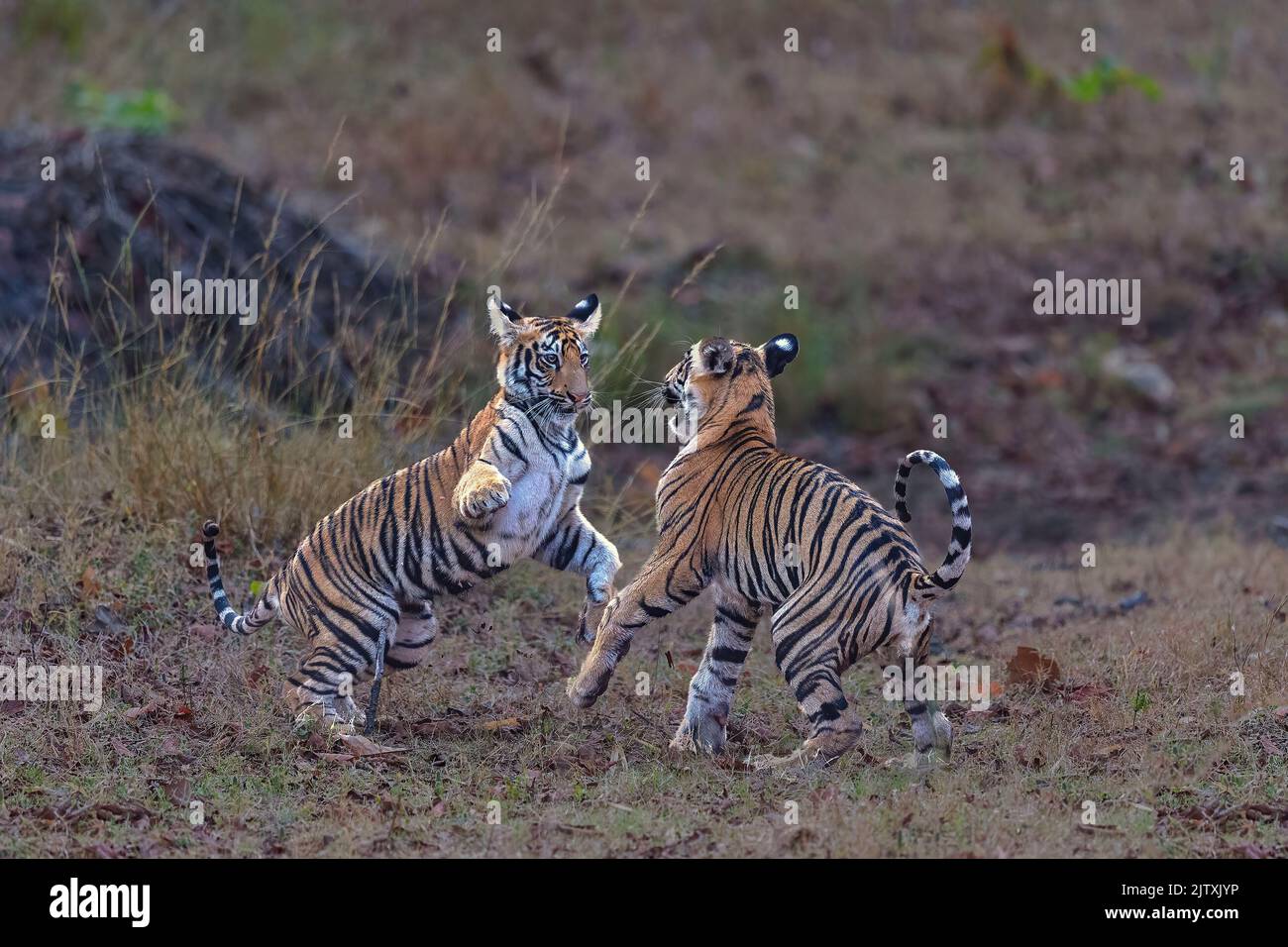 Cubs play fight to get ready for the day they will leave their mother ...