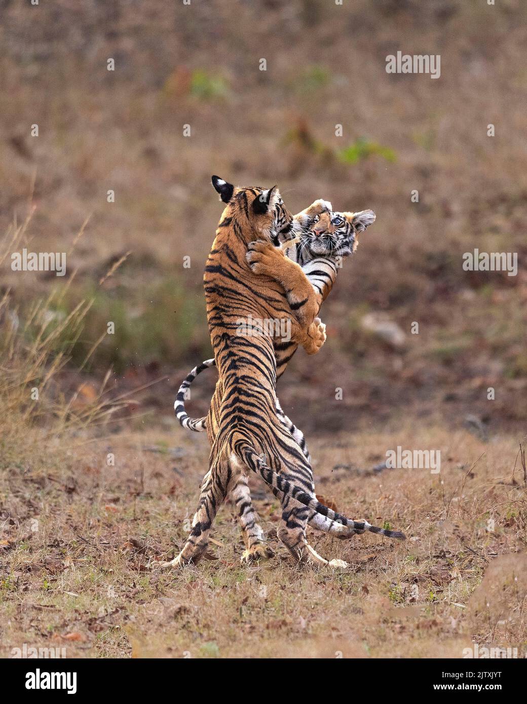 Tiger on hind legs hi-res stock photography and images - Alamy