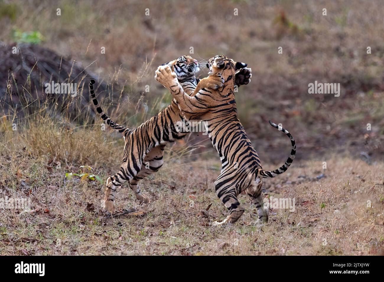 Each cub resembles Tigger from Winnie the Pooh. UTTARAKHAND STATE ...