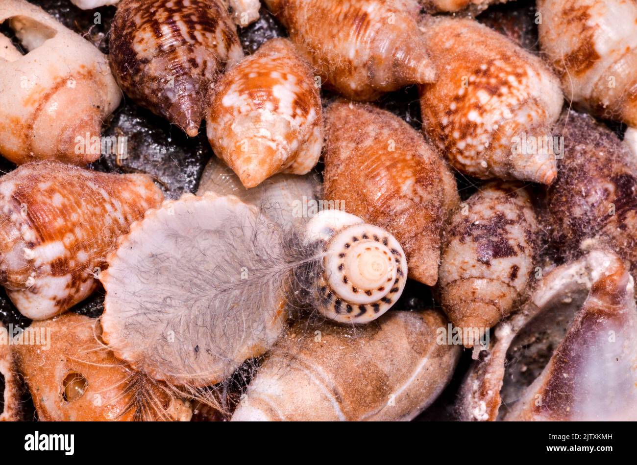Bunch of shells hi-res stock photography and images - Alamy