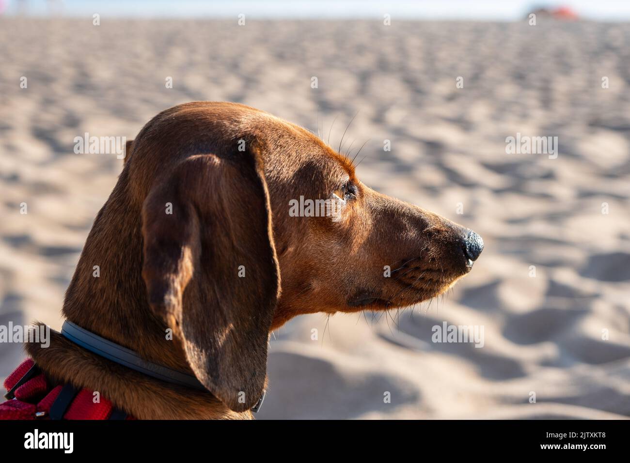 Closeup dachshund is laying on the beach. Dog is laying on the white ...