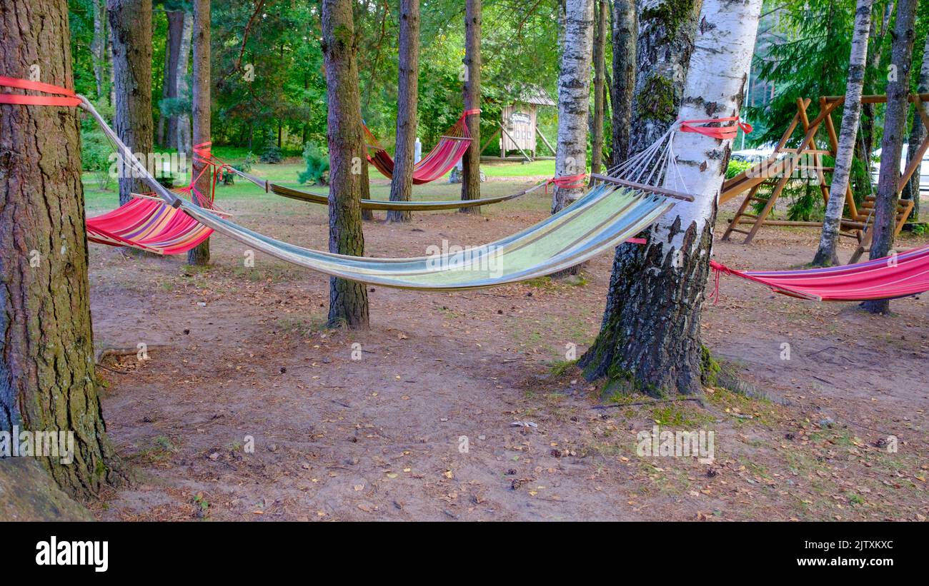 Colorful hammocks for relaxing among the pines in the summer forest in ...