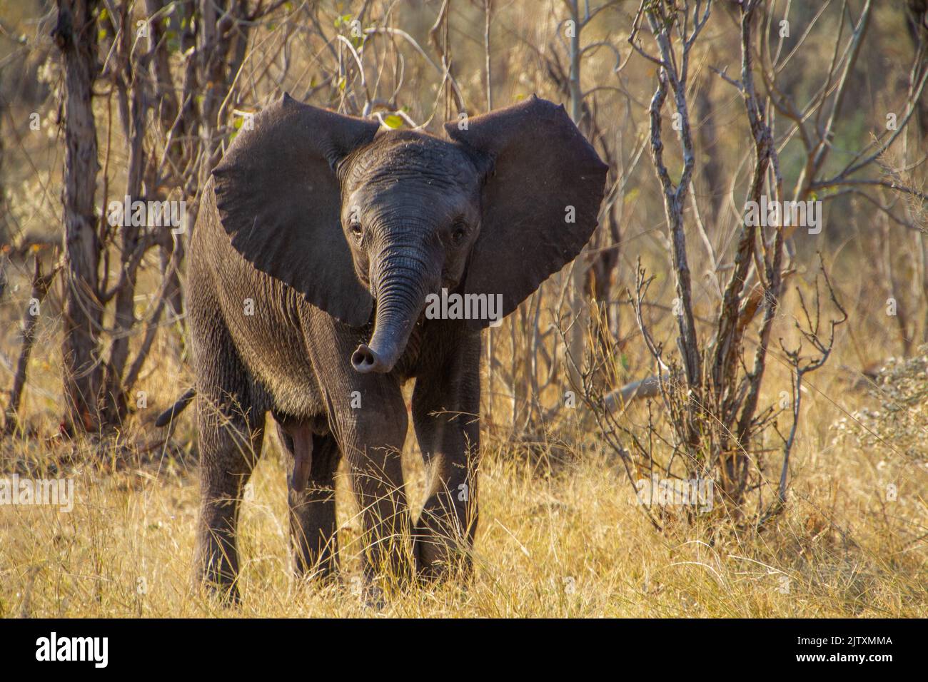 Juvenile elephant testing the air with its trunk Stock Photo - Alamy