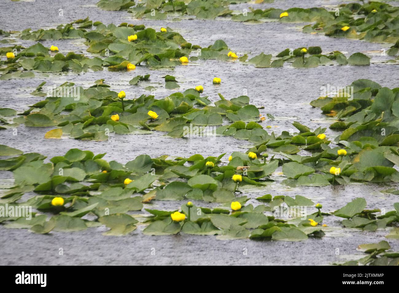 Yellow Water Lilies at The Copper River Delta, Alaska Stock Photo - Alamy