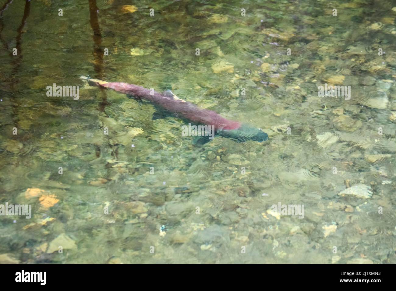 Sockeye Pacific Salmon in Hatchery Creek The Copper River Delta, Alaska ...