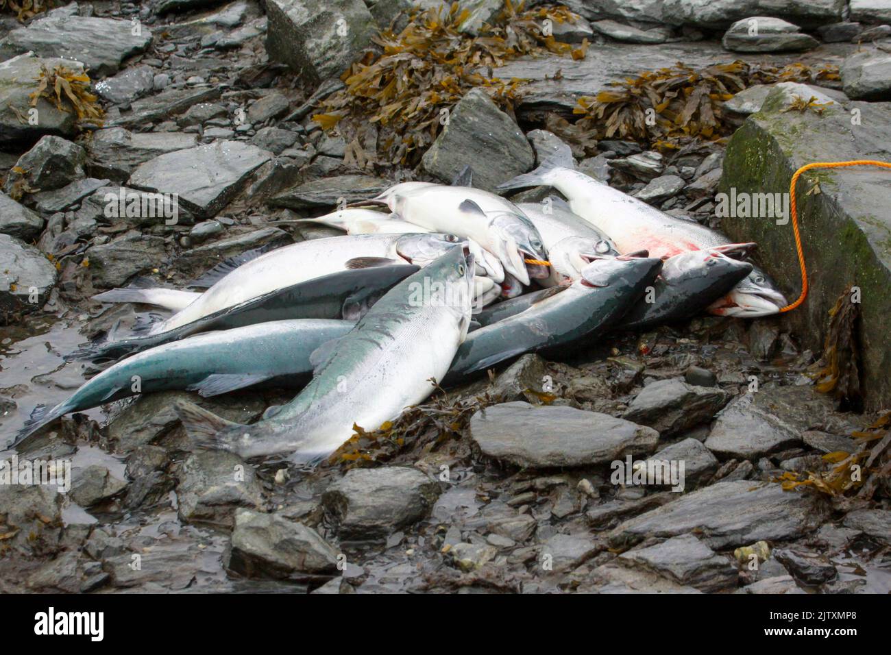 Local residents fish for Salmon at Valdez, Alaska Stock Photo - Alamy