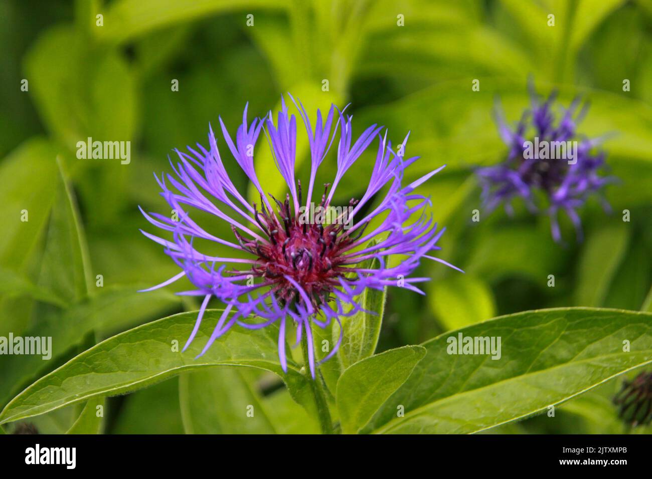 Purple wildflowers at Valdez, Alaska Stock Photo - Alamy