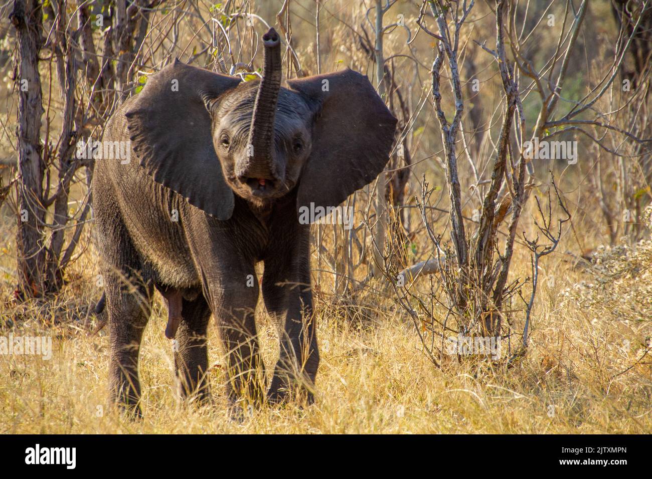 Juvenile elephant testing the air with its trunk Stock Photo - Alamy