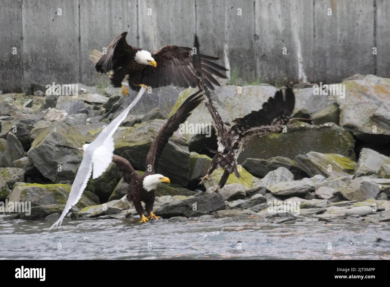 American bald eagle fishing hi-res stock photography and images - Alamy