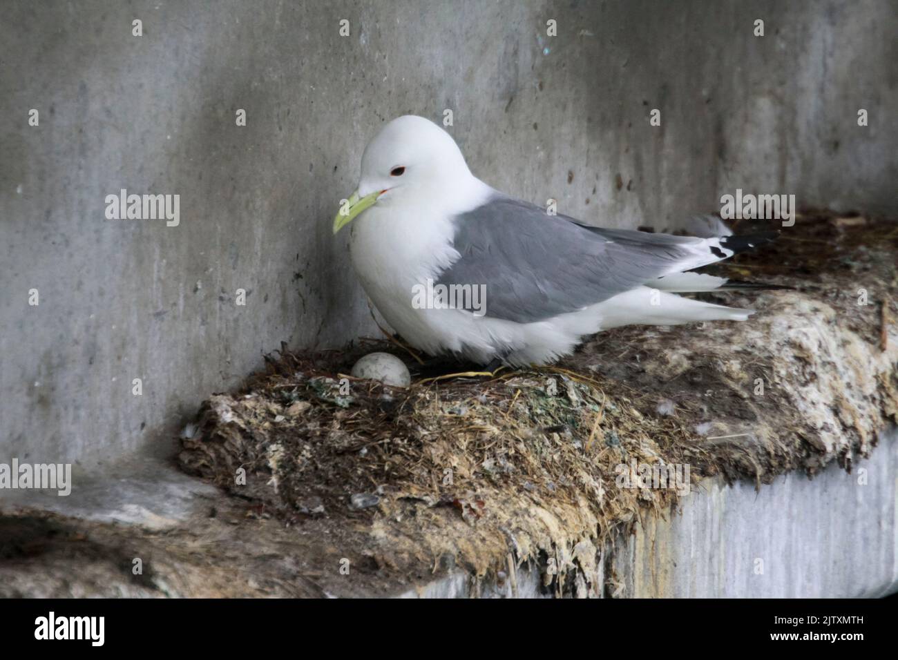 Seagull nesting at Valdez, Alaska Stock Photo - Alamy