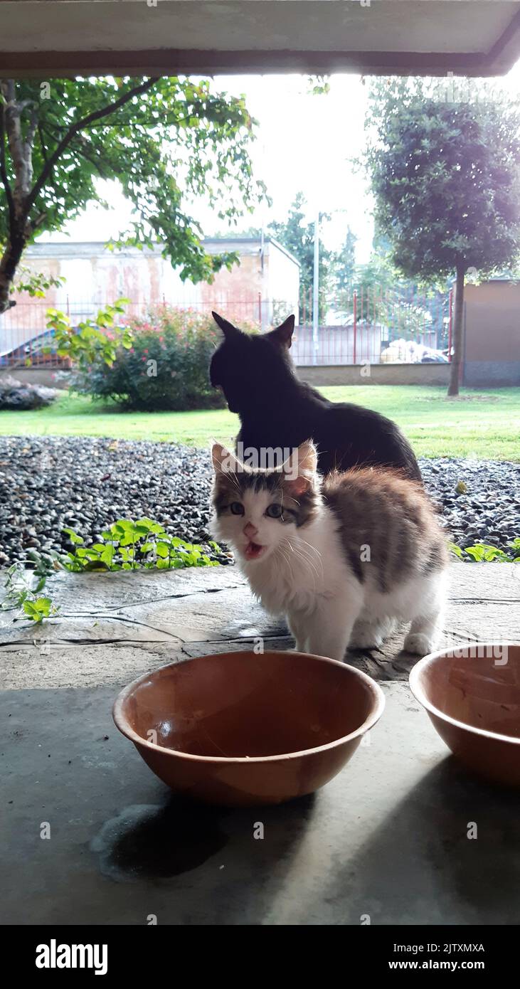 Lunch time cats hi-res stock photography and images - Alamy