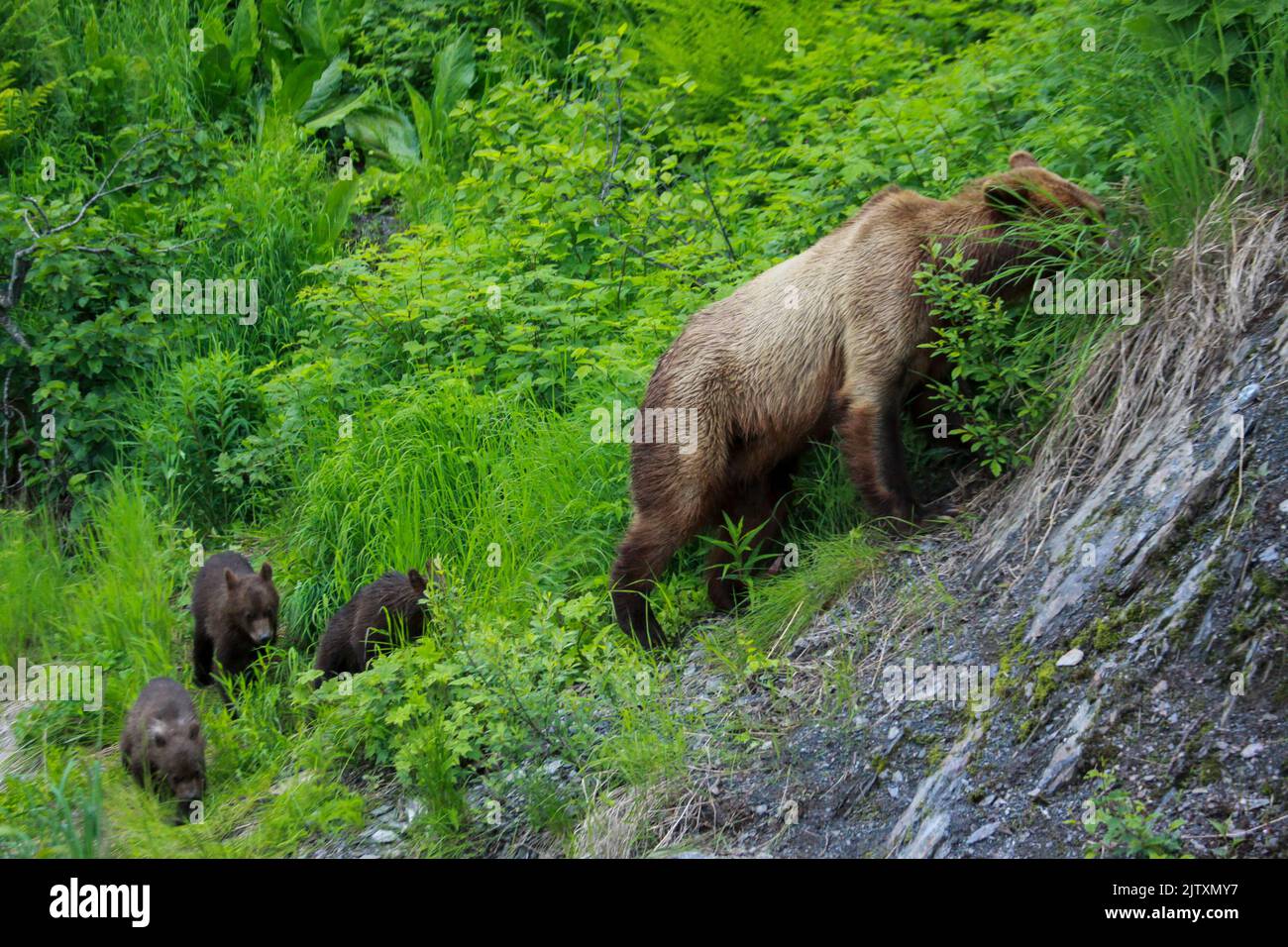 Mother bear and three cubs [brown bear (Ursus arctos)] in the lush ...