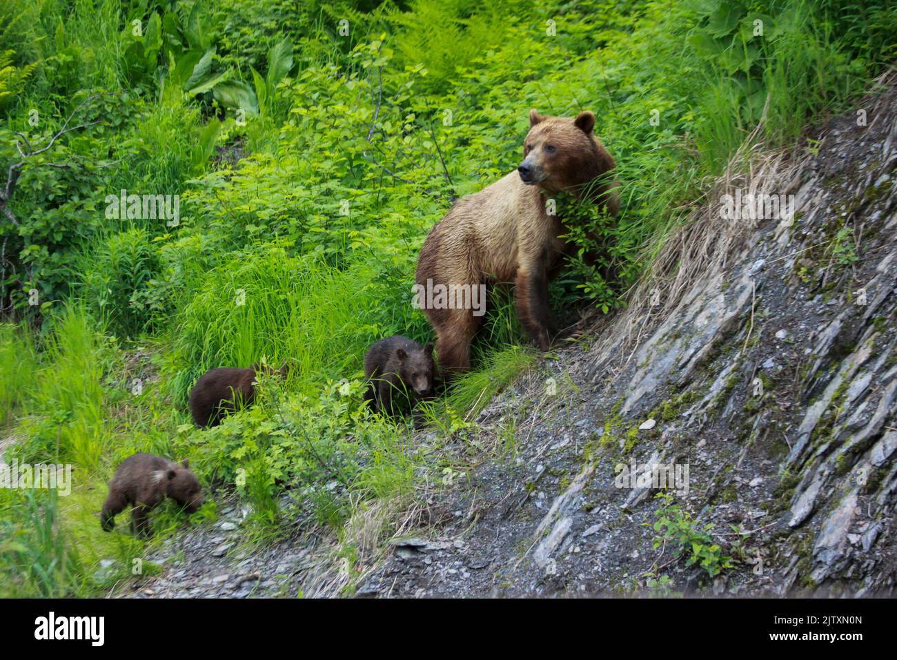 Mother bear and three cubs [brown bear (Ursus arctos)] in the lush ...